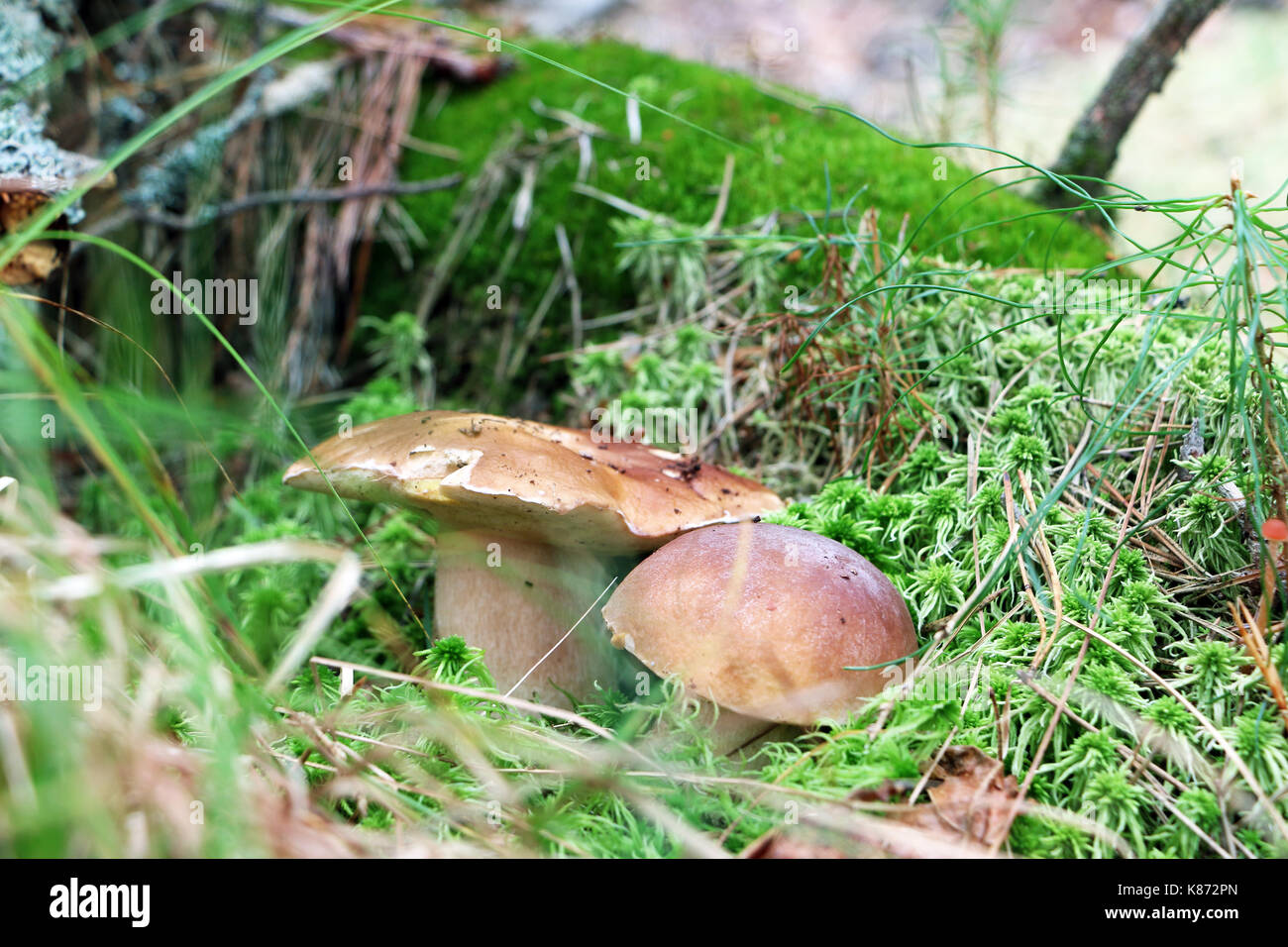 Two edible ceps growing in moss wood. White fresh mushrooms grow in ...