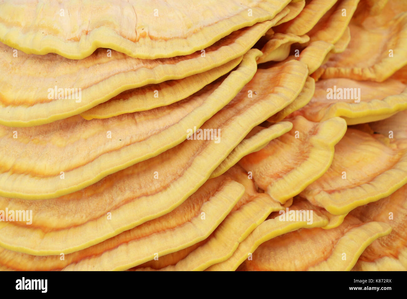 The beautiful inedible yellow parasite mushroom growing on tree ...