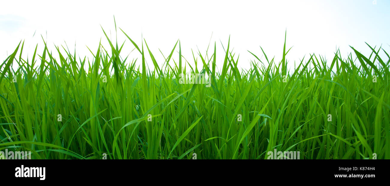 green grass isolated on white Stock Photo - Alamy