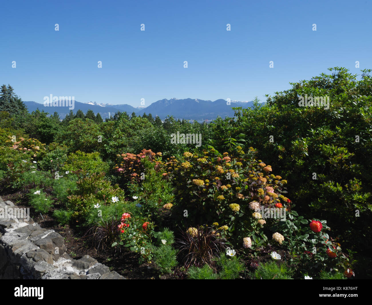 Elizabeth park rose garden hi-res stock photography and images - Alamy