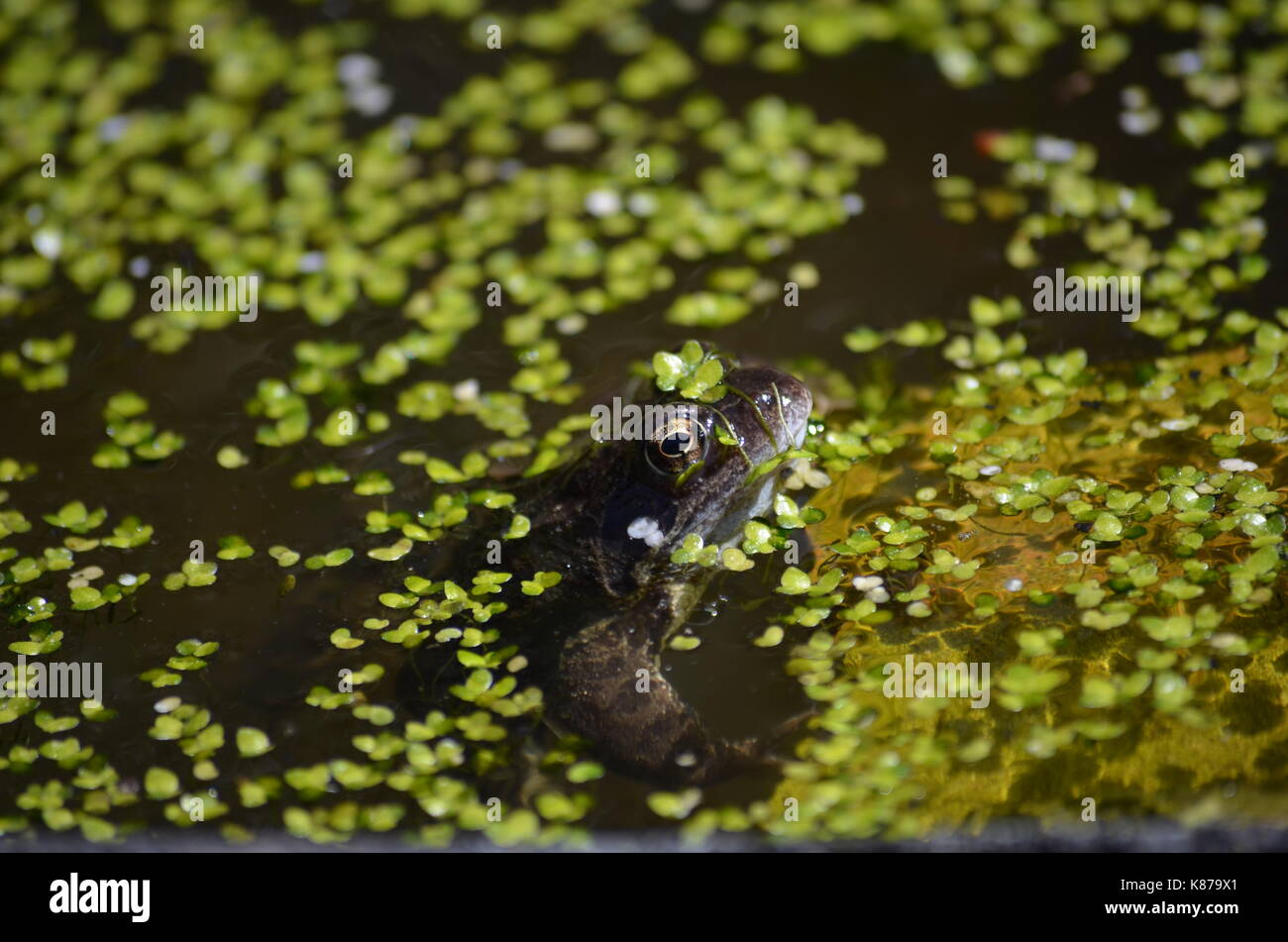 Frog weed pond hi-res stock photography and images - Alamy