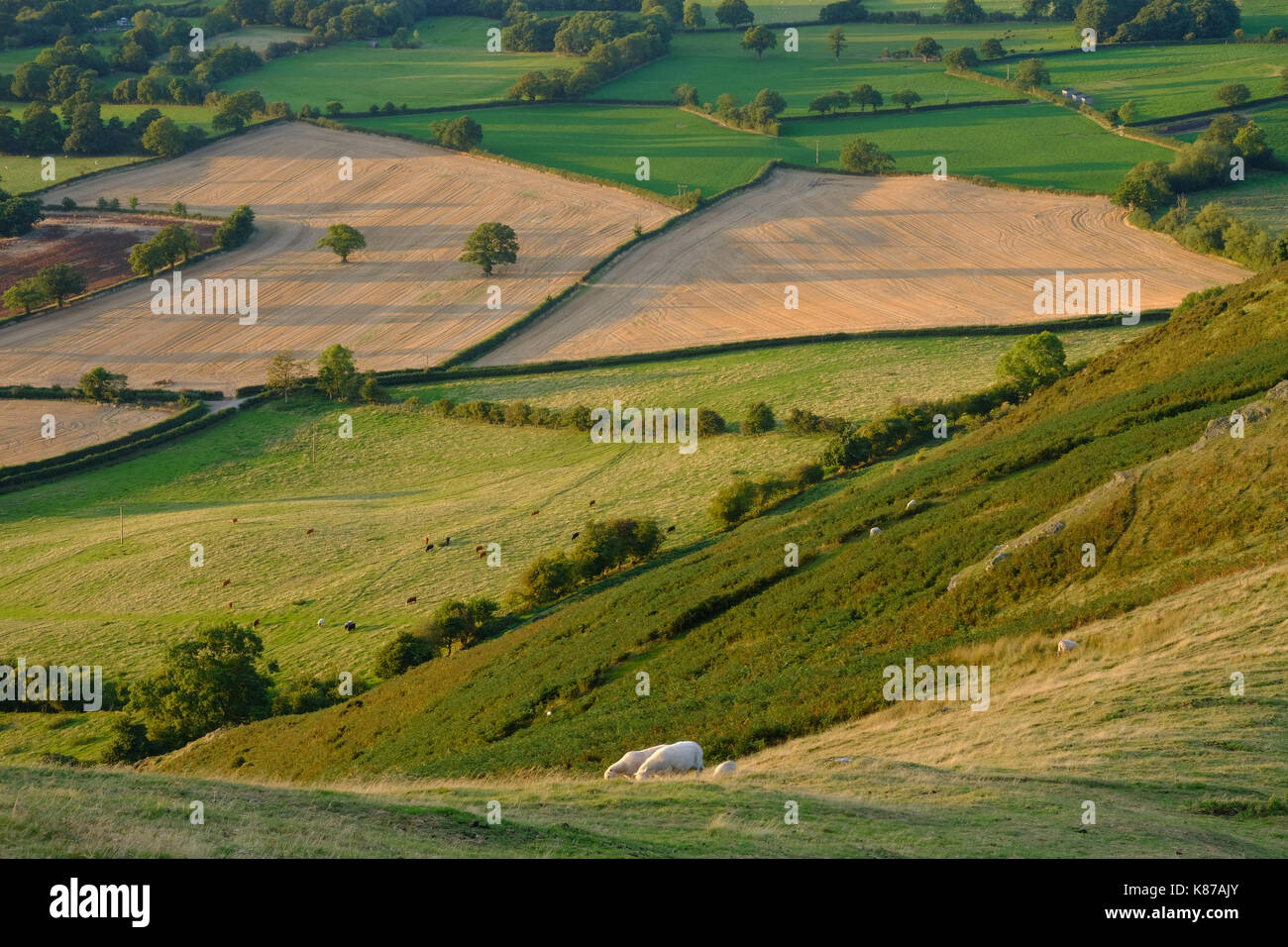 fields patterns in Shropshire, England Stock Photo - Alamy