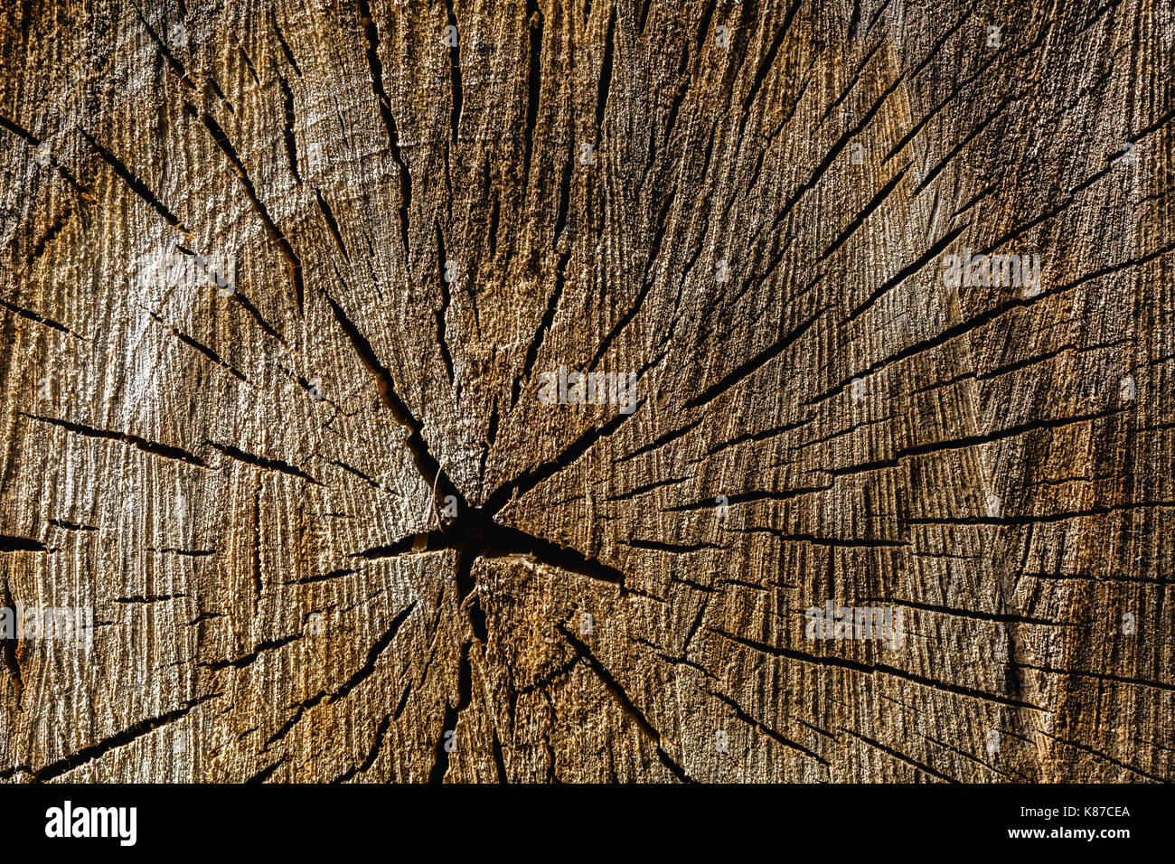 Wood texture of cut tree trunk hi-res stock photography and images - Alamy