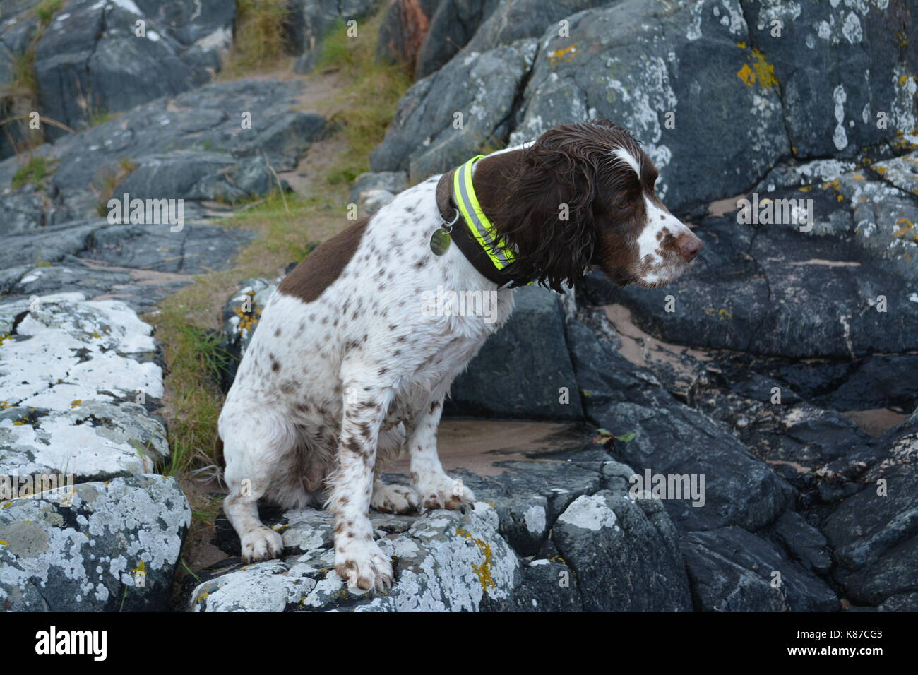 Springer spaniel and owner hi-res stock photography and images - Alamy