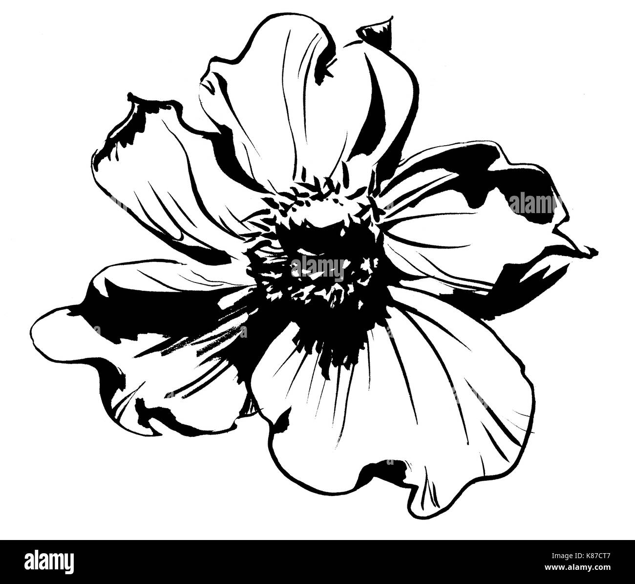 Hand drawn anemone flower calligraphy style Stock Photo - Alamy