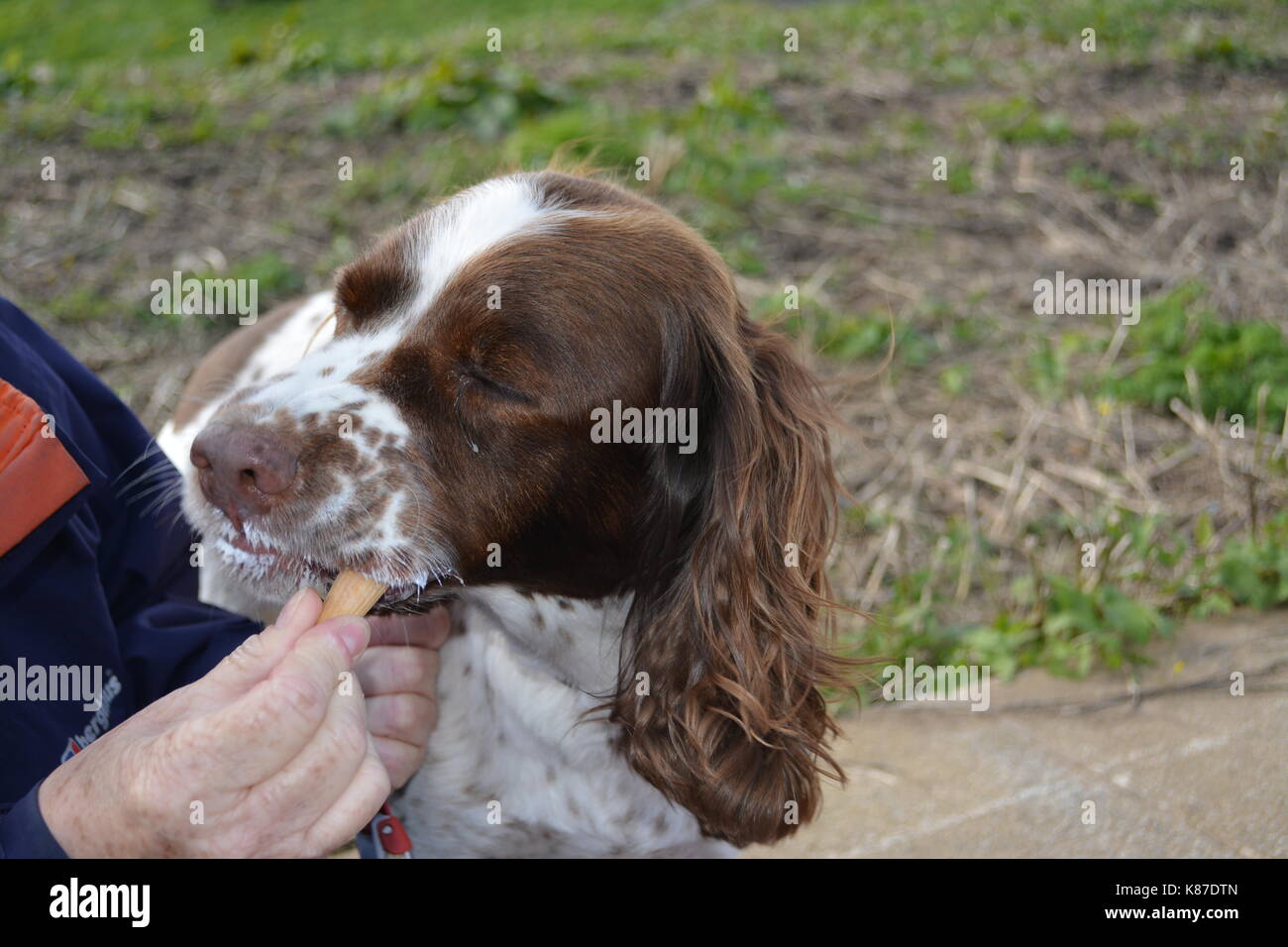 Liver and white english springer spaniel eating ice cream cone with ...