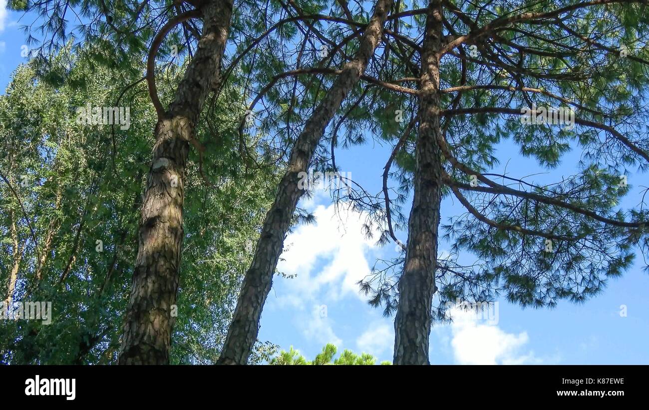 Pine trees in art hi-res stock photography and images - Alamy