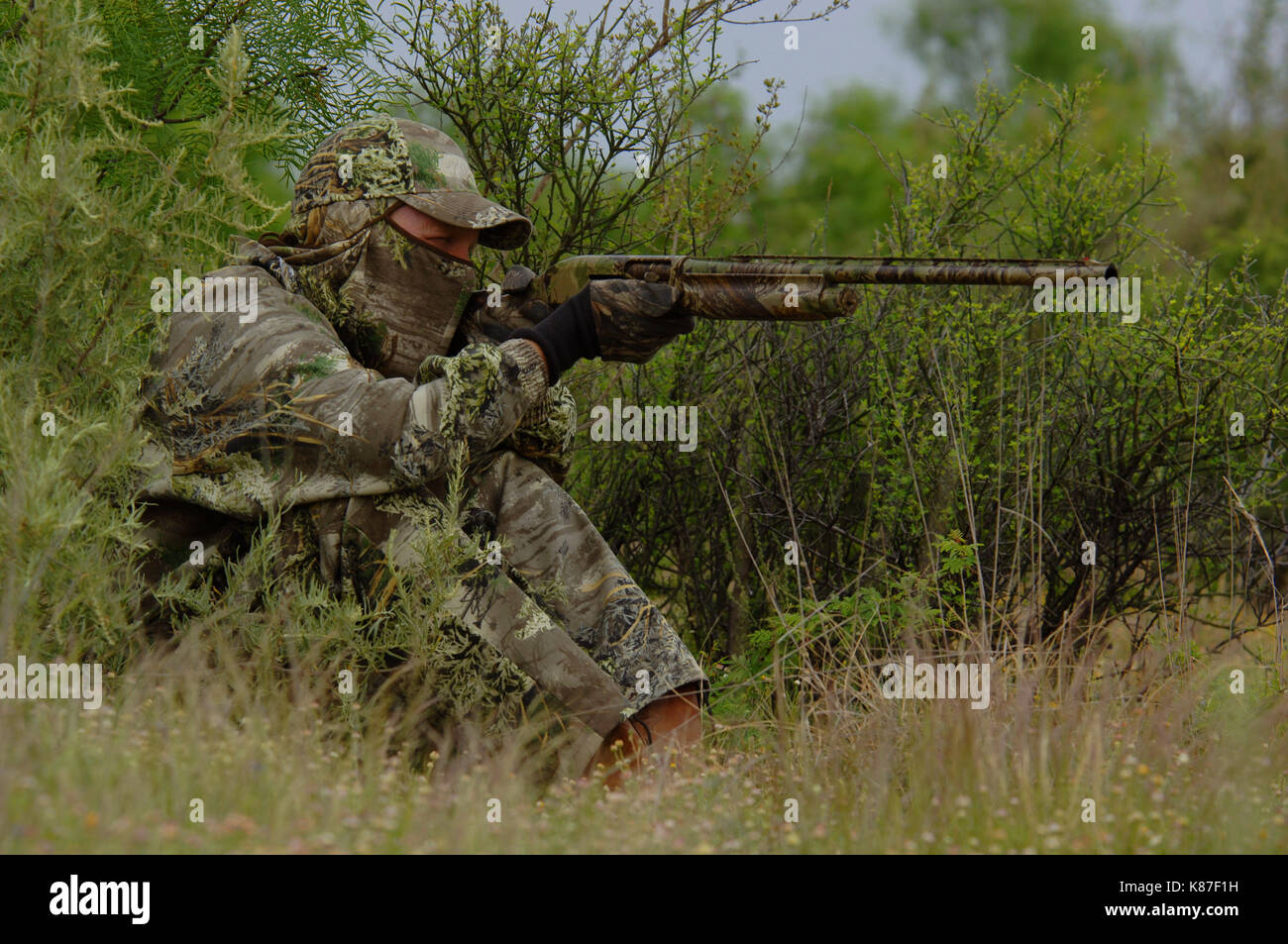 A hunter in camouflage aims his shotgun while spring turkey hunting ...