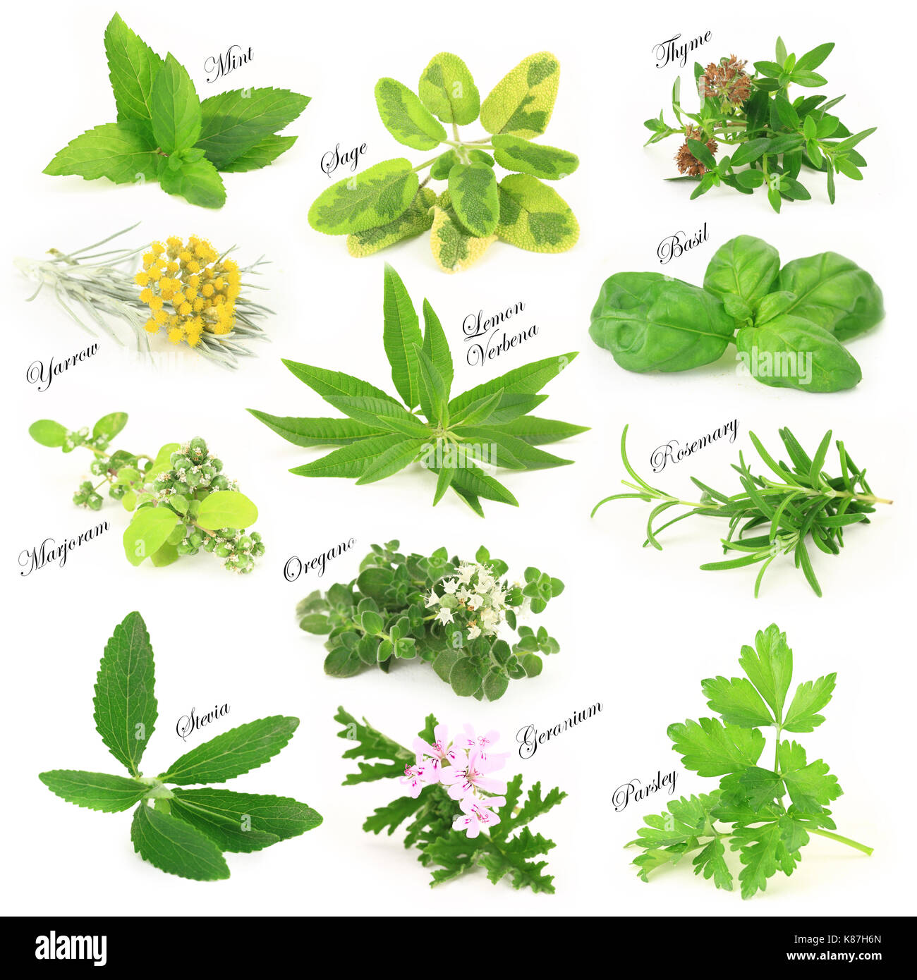 Collection of fresh aromatic herbs Stock Photo - Alamy