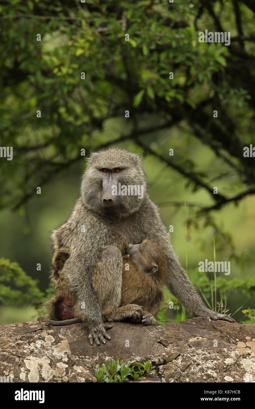 Olive baboons hugging hi-res stock photography and images - Alamy