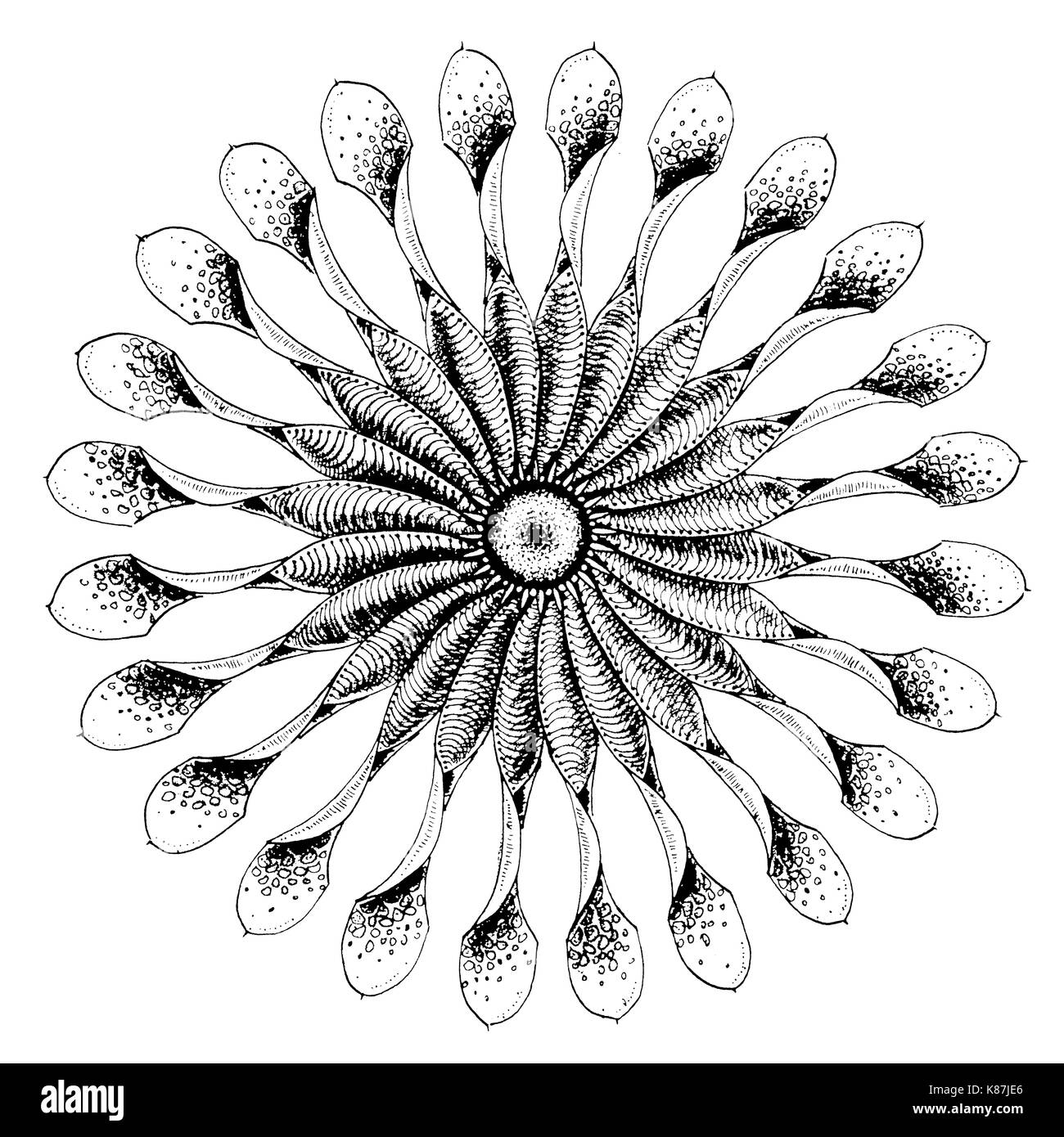 Mandala snowflake pattern gentle Stock Photo - Alamy