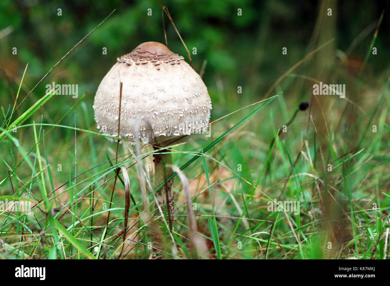 Rozites caperata mushroom grow in grass wood. Beautiful edible forest ...