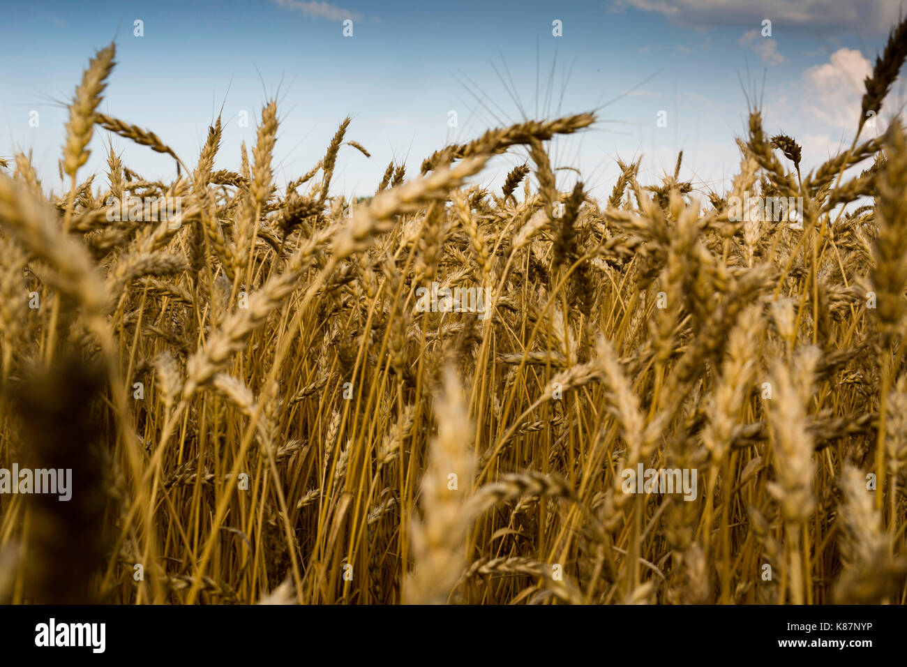 Wheat Field ready to Harvest Stock Photo - Alamy