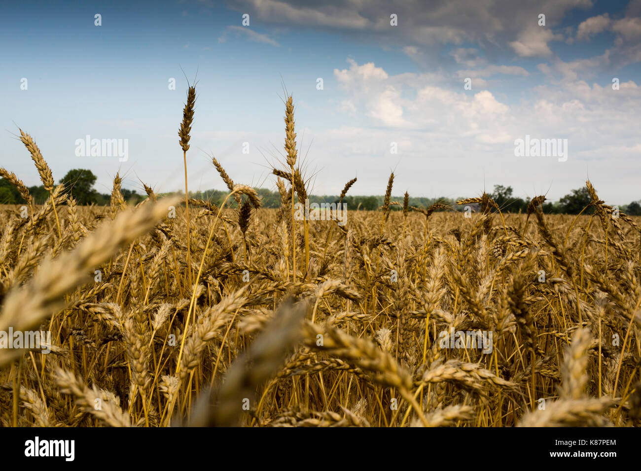 Wheat field ready to Harvest Stock Photo - Alamy