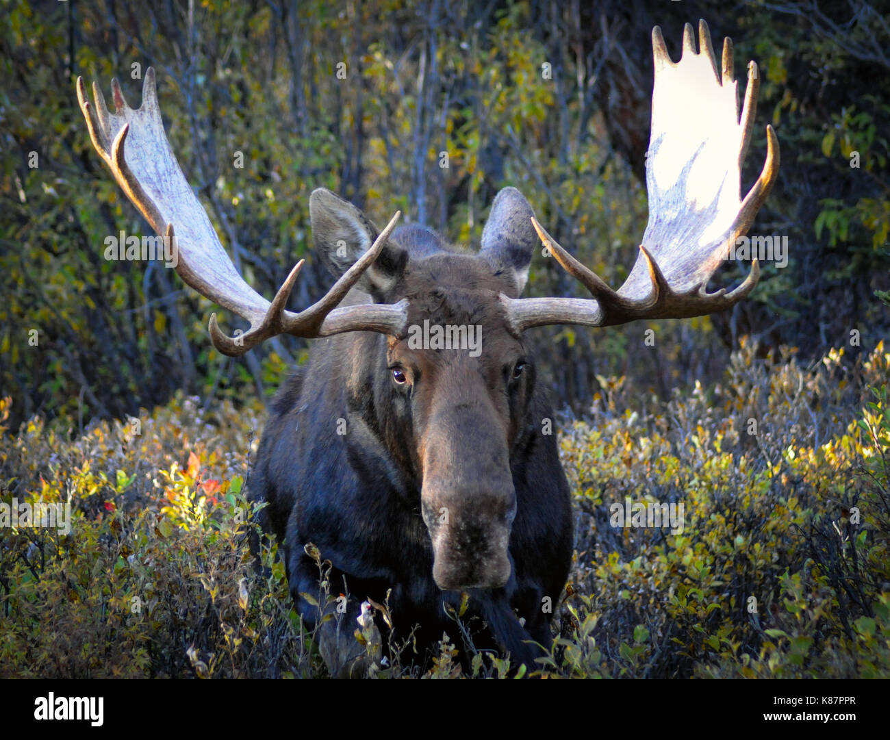 Bull moose denali national park hi-res stock photography and images - Alamy
