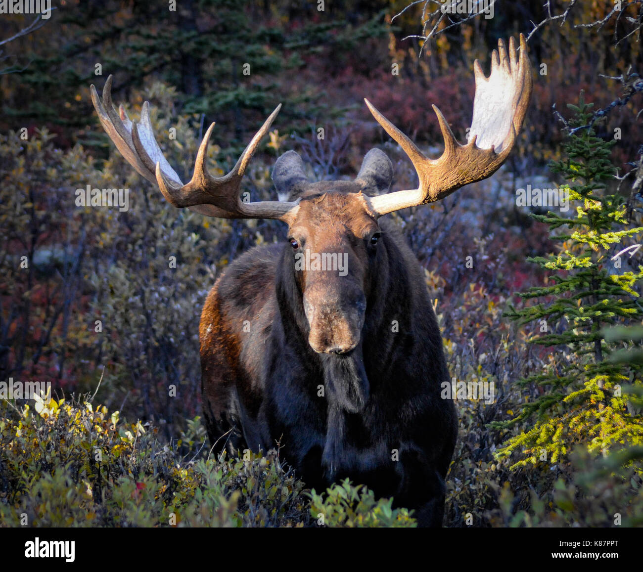 Moose antlers denali national park hi-res stock photography and images ...