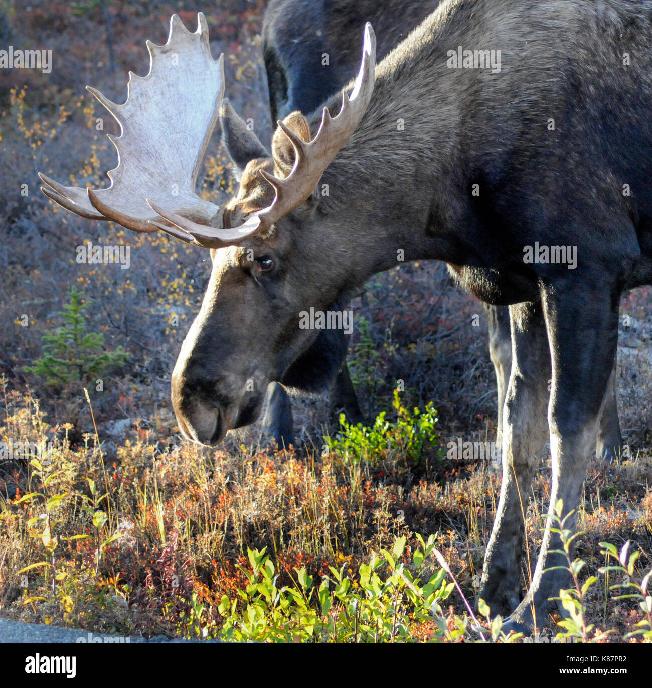 Moose fight hi-res stock photography and images - Alamy