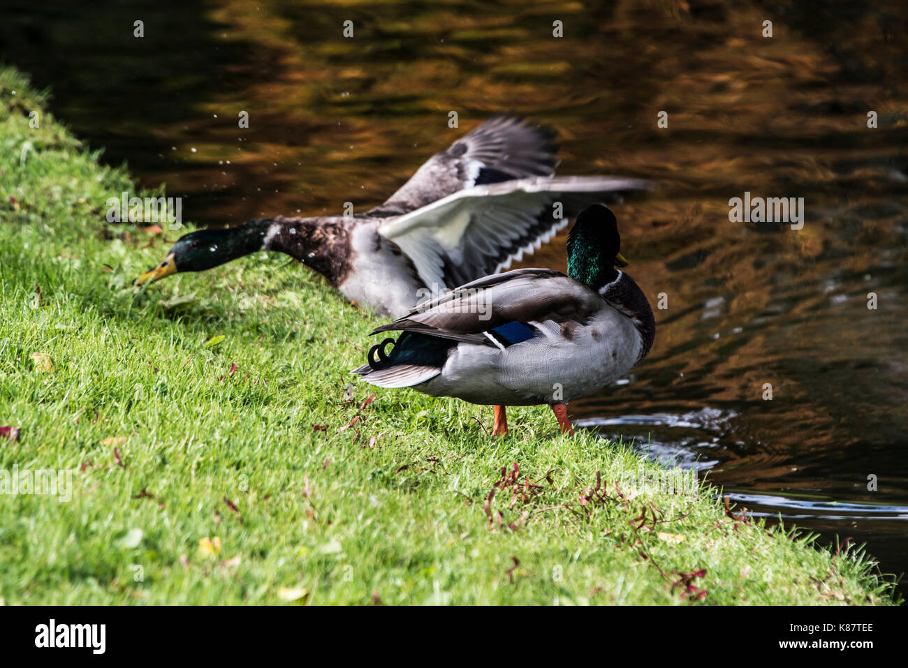 Shaking her head great britain hi-res stock photography and images - Alamy