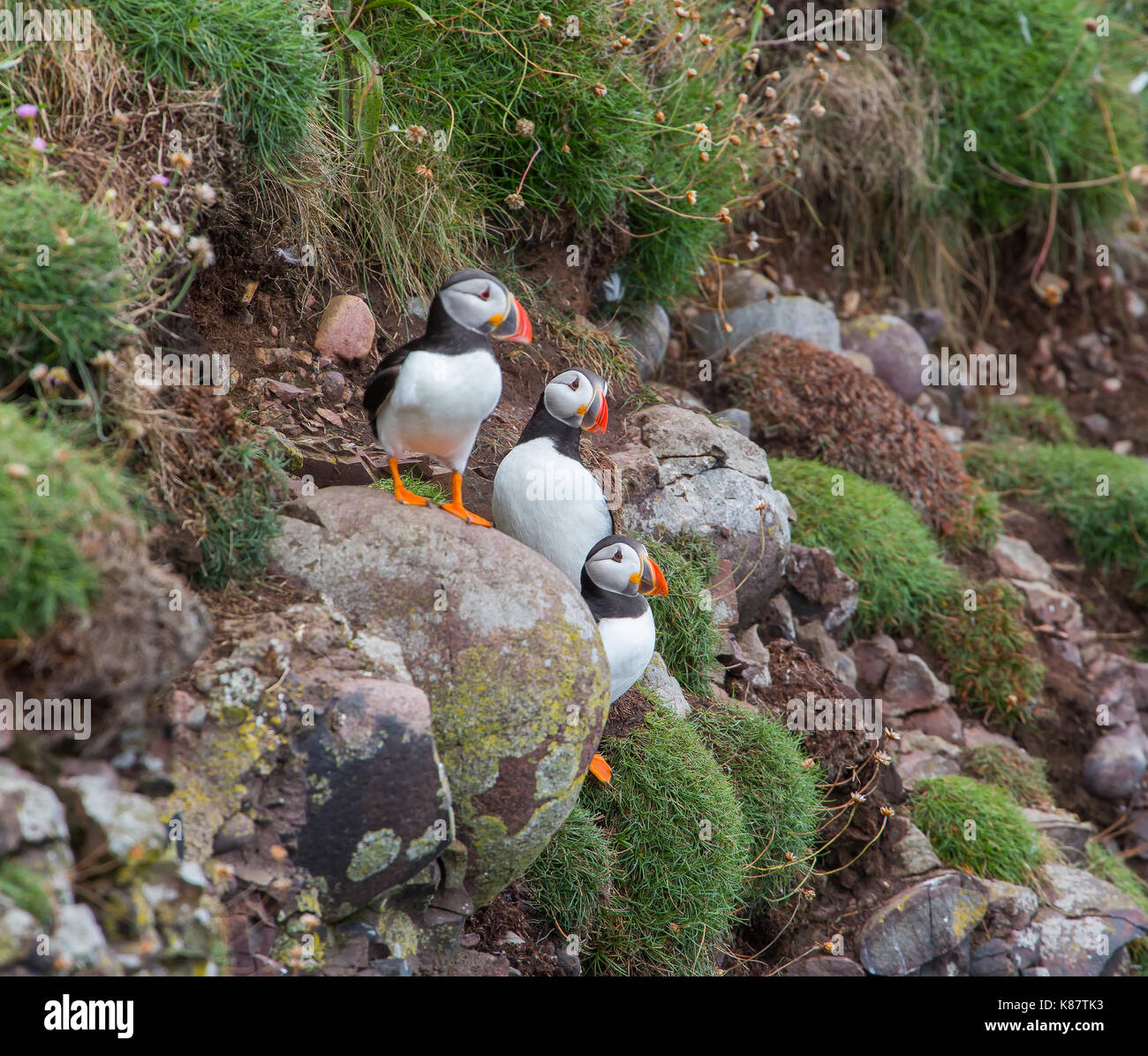Puffins nesting on the cliffs at Fowlsheugh Nature Reserve at Crawton ...