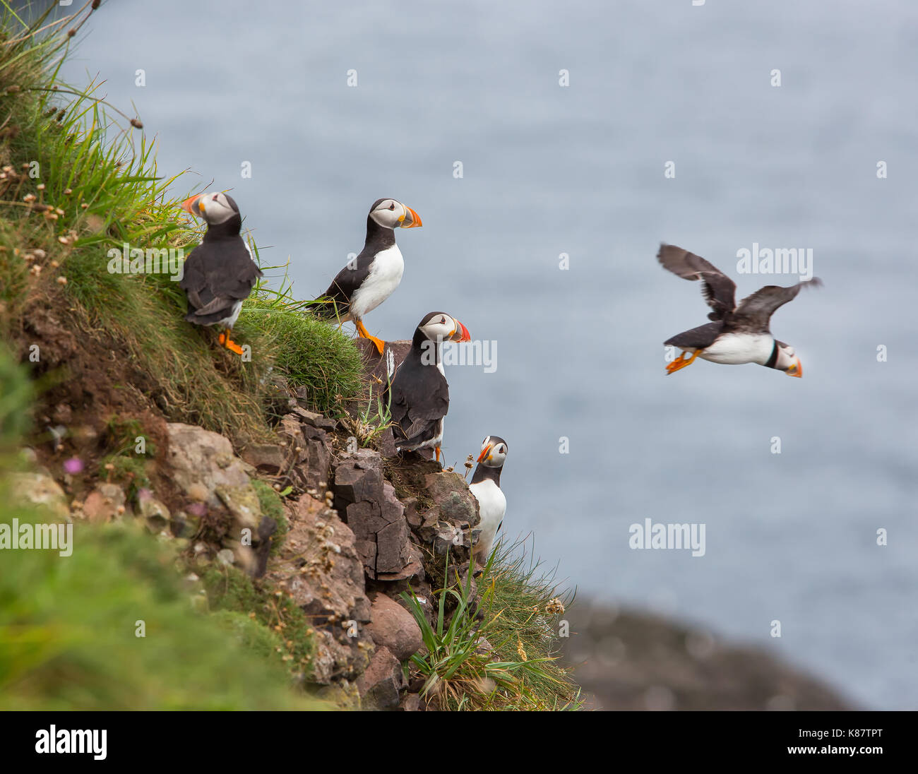 Puffins nesting on the cliffs at Fowlsheugh Nature Reserve at Crawton ...