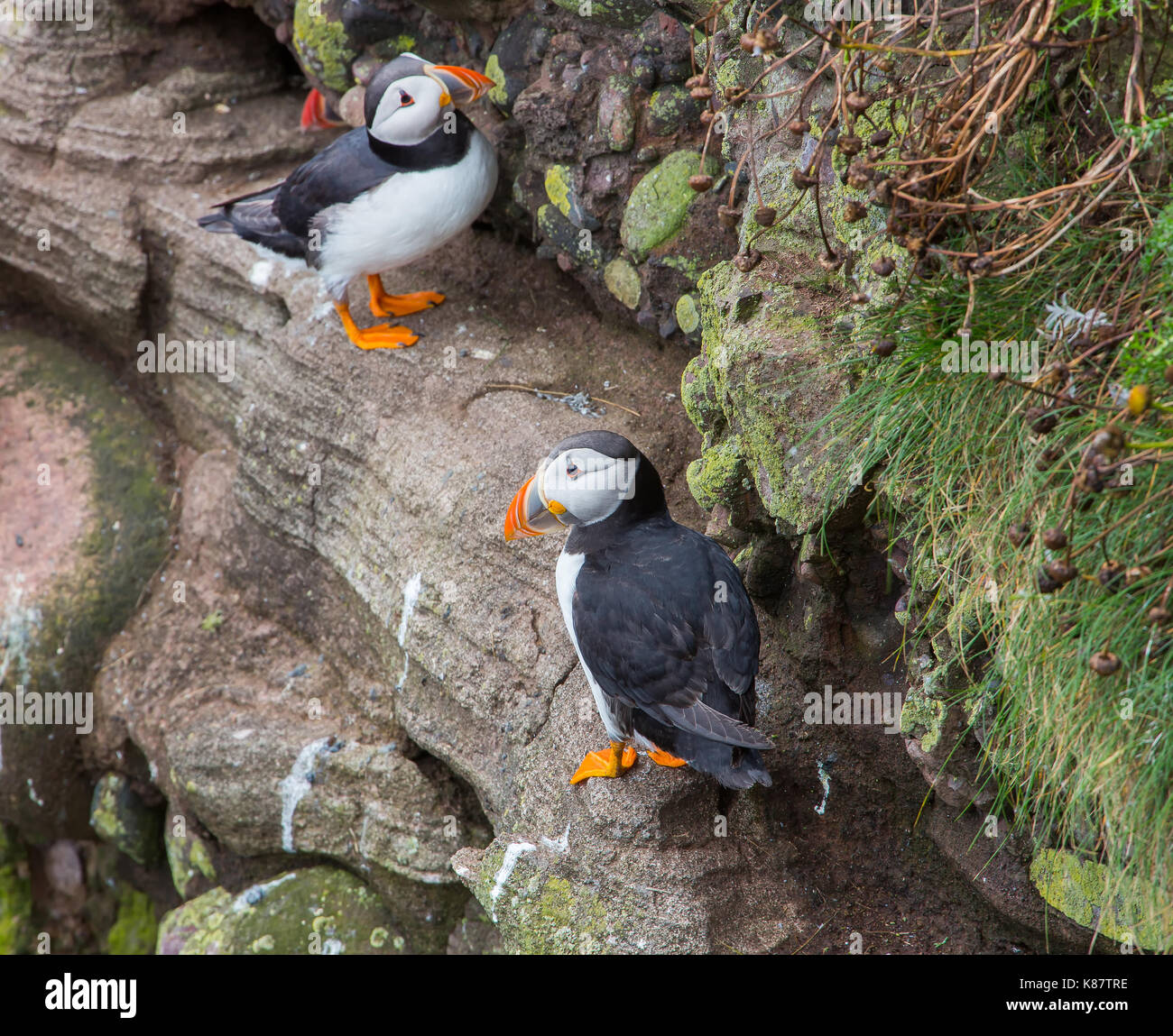 Puffins nesting on the cliffs at Fowlsheugh Nature Reserve at Crawton ...