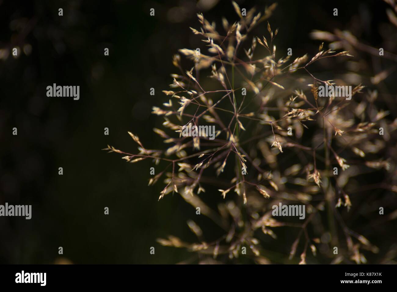 Explode seed hi-res stock photography and images - Alamy