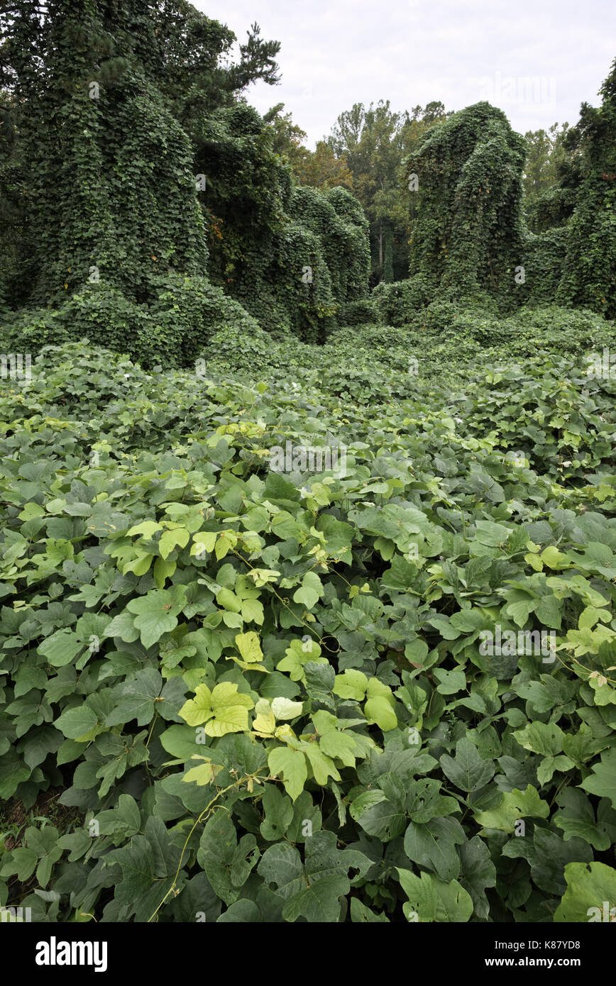 Kudzu hi-res stock photography and images - Alamy