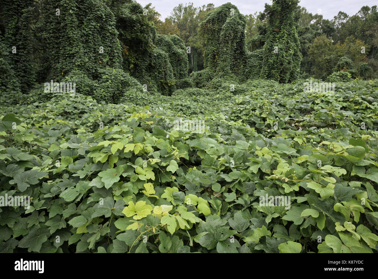 Kudzu hi-res stock photography and images - Alamy