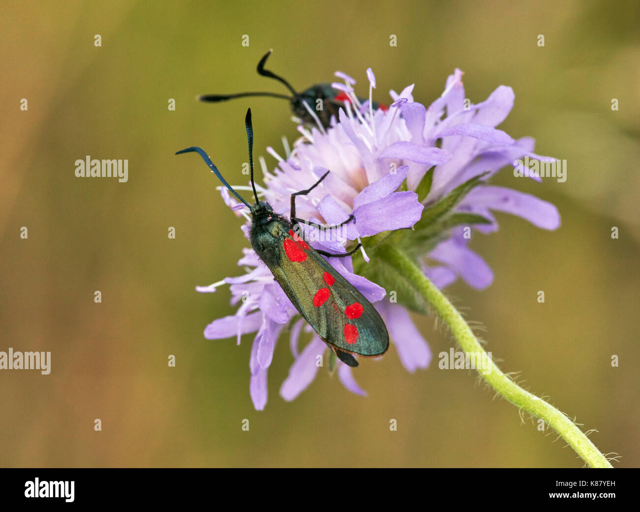 Six-spot Burnet moths on Scabious flower. Hurst Meadows, East Molesey ...