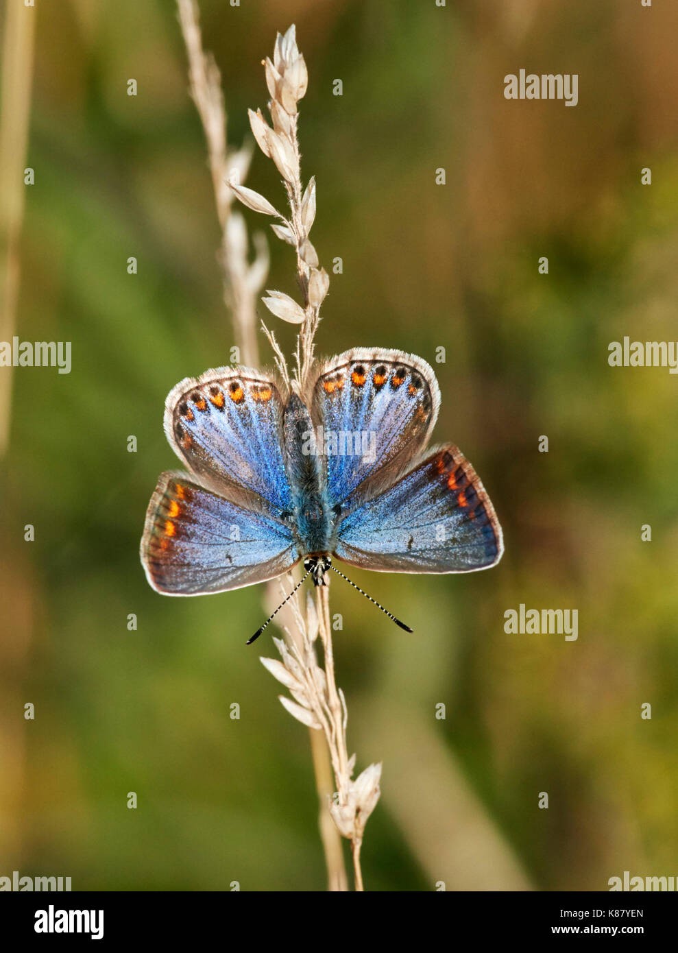 Female Common Blue Butterfly Uk High Resolution Stock Photography and ...