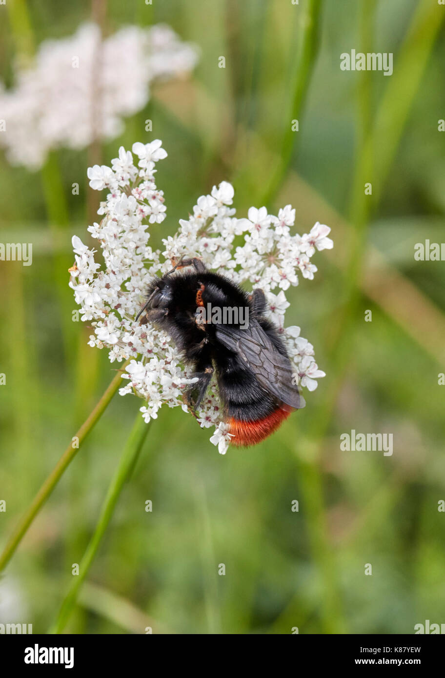 Red tailed bumblebee uk hi-res stock photography and images - Alamy