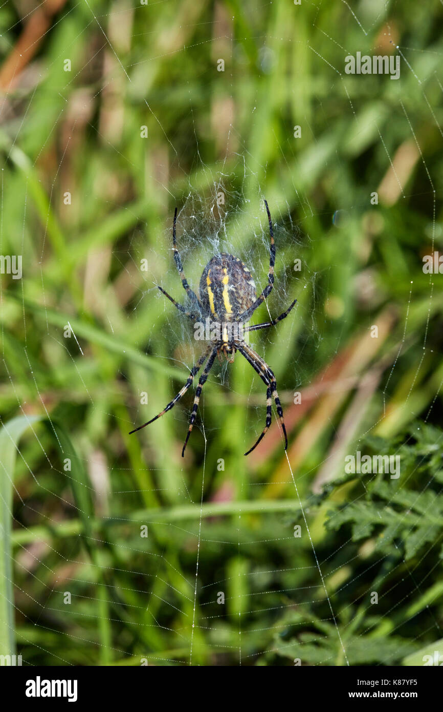 Tiger Spider High Resolution Stock Photography and Images - Alamy