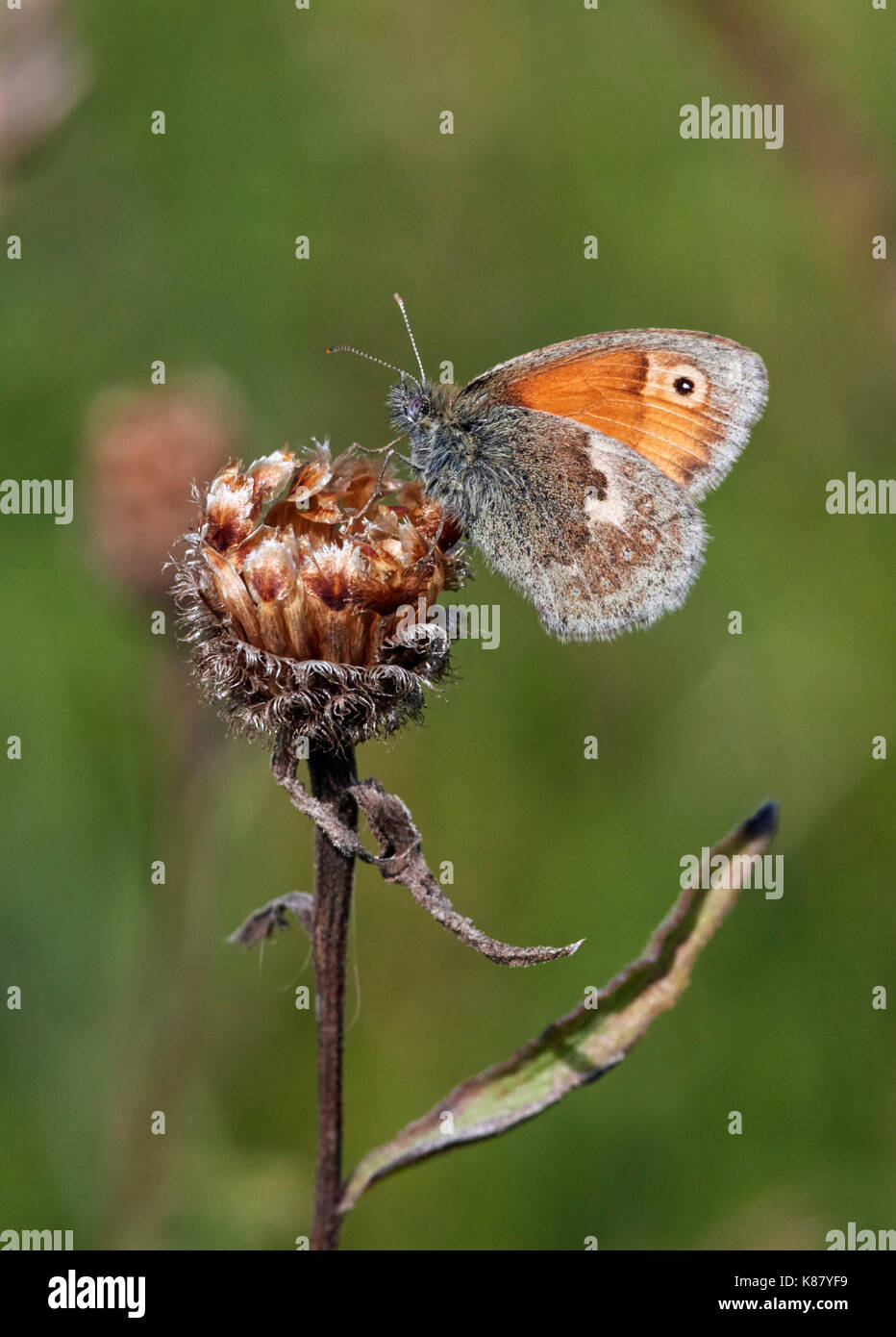 Small Heath butterfly. Hurst Meadows, East Molesey, Surrey, UK Stock ...