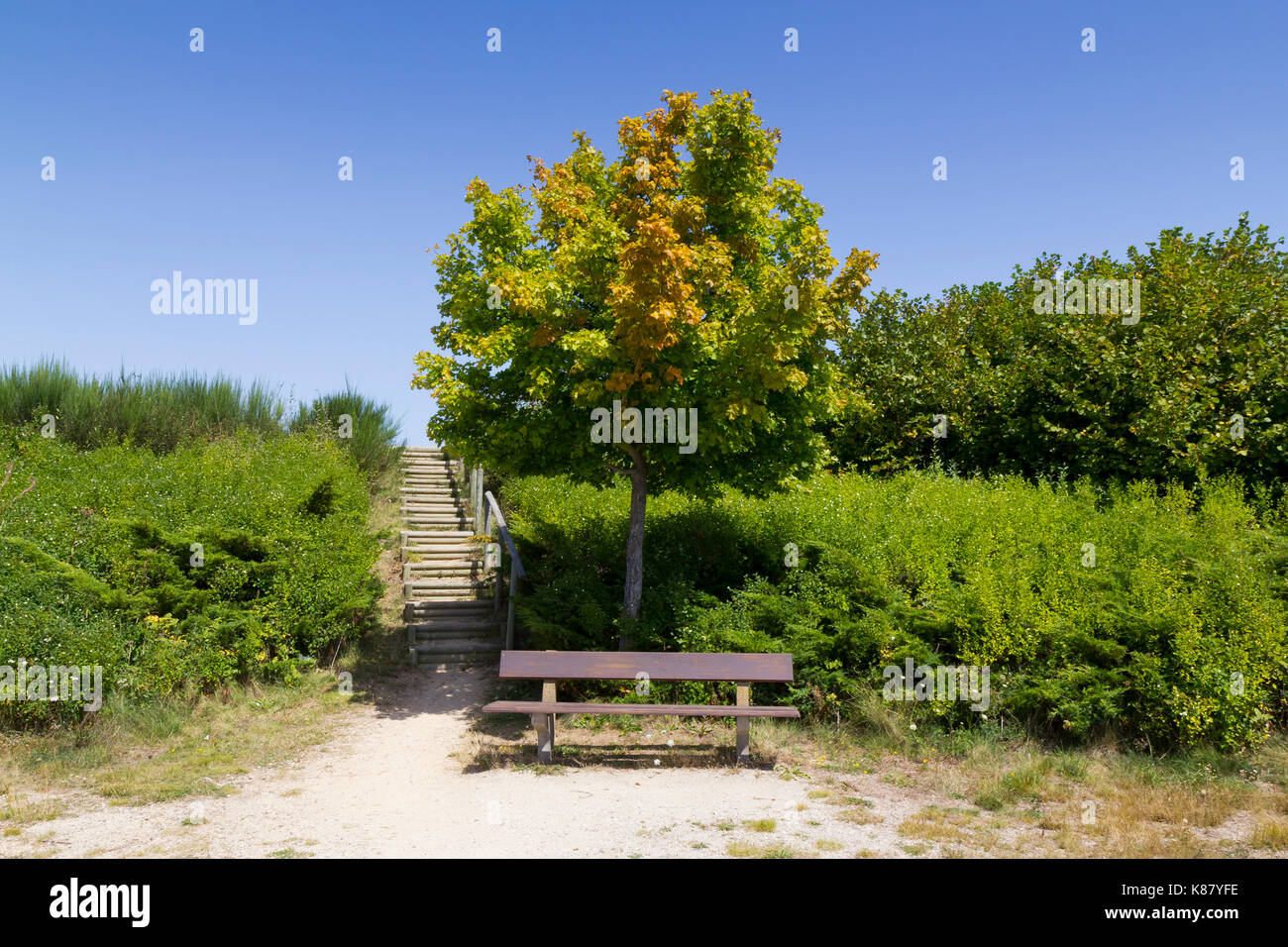 Peaceful area retreat with bench, tree, bushes and blue sky Stock Photo ...