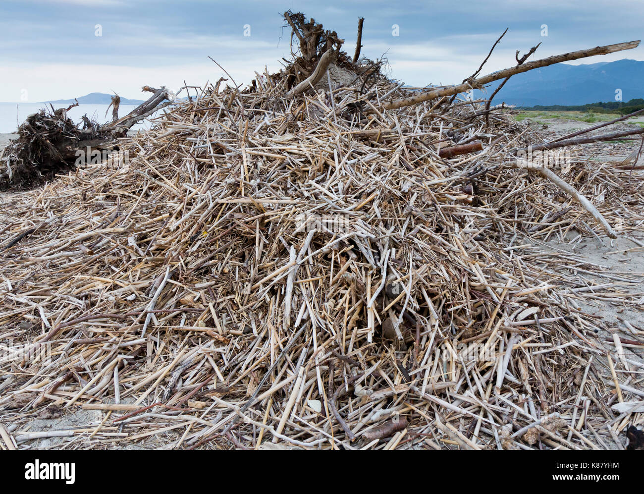 Natural beach debris hi-res stock photography and images - Alamy