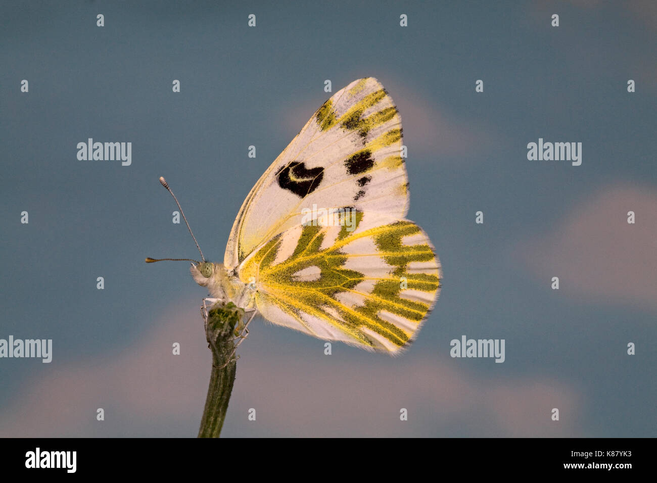 Butterfly thorax hi-res stock photography and images - Alamy