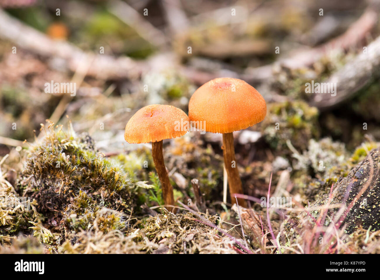 The deceiver (Laccaria laccata), common heathland fungi Stock Photo - Alamy