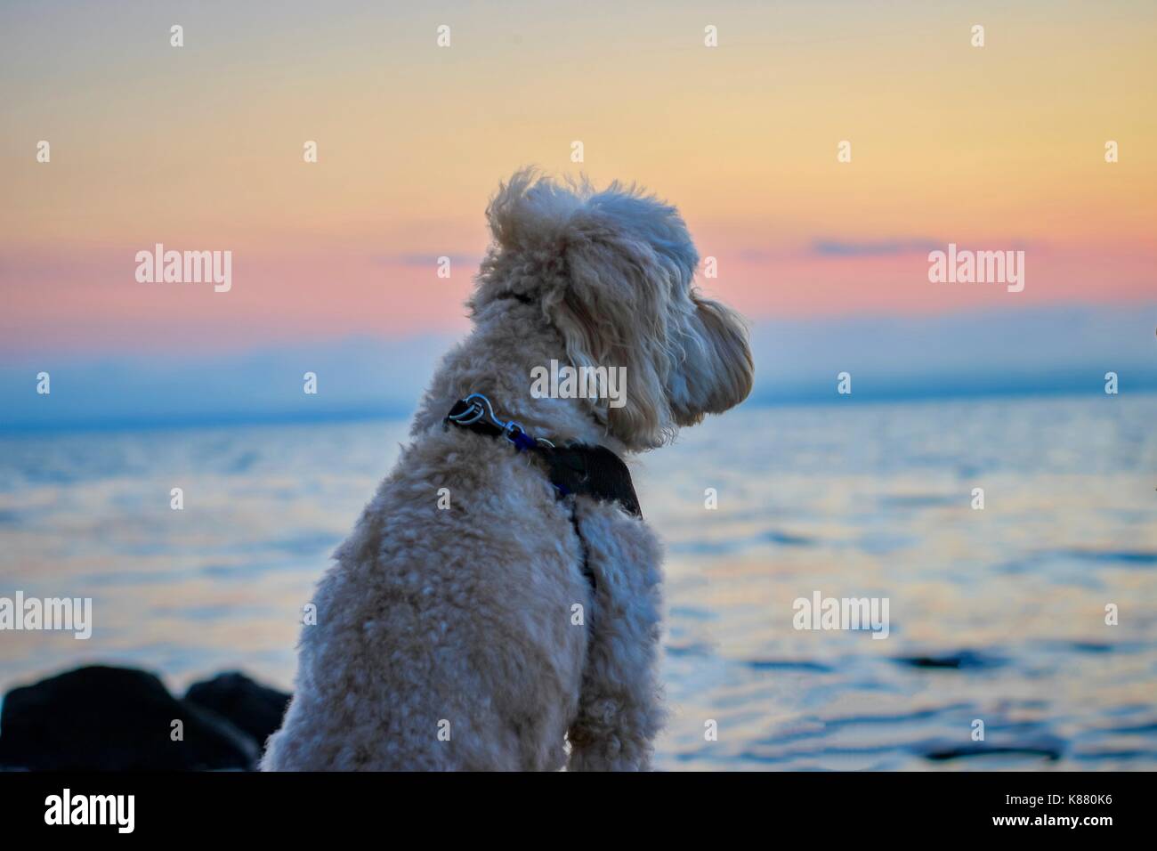 Goldendoodle dog hi-res stock photography and images - Alamy