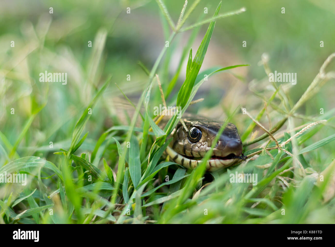 Reticulated python reticulatus species hi-res stock photography and ...
