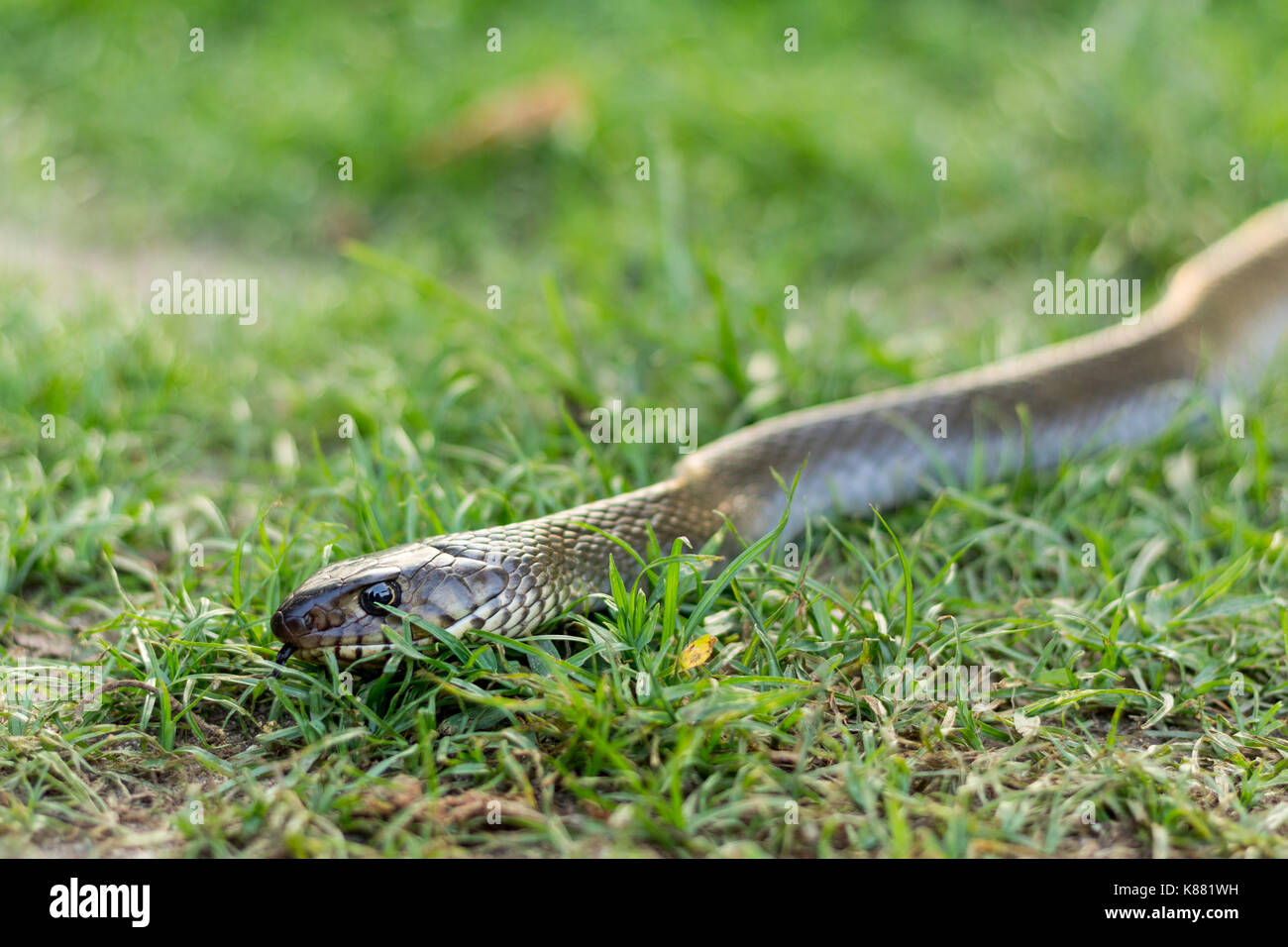 Reticulated python reticulatus species hi-res stock photography and ...