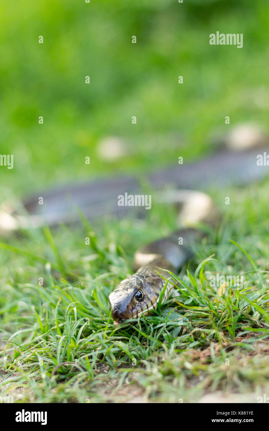 Reticulated python mouth open hi-res stock photography and images - Alamy