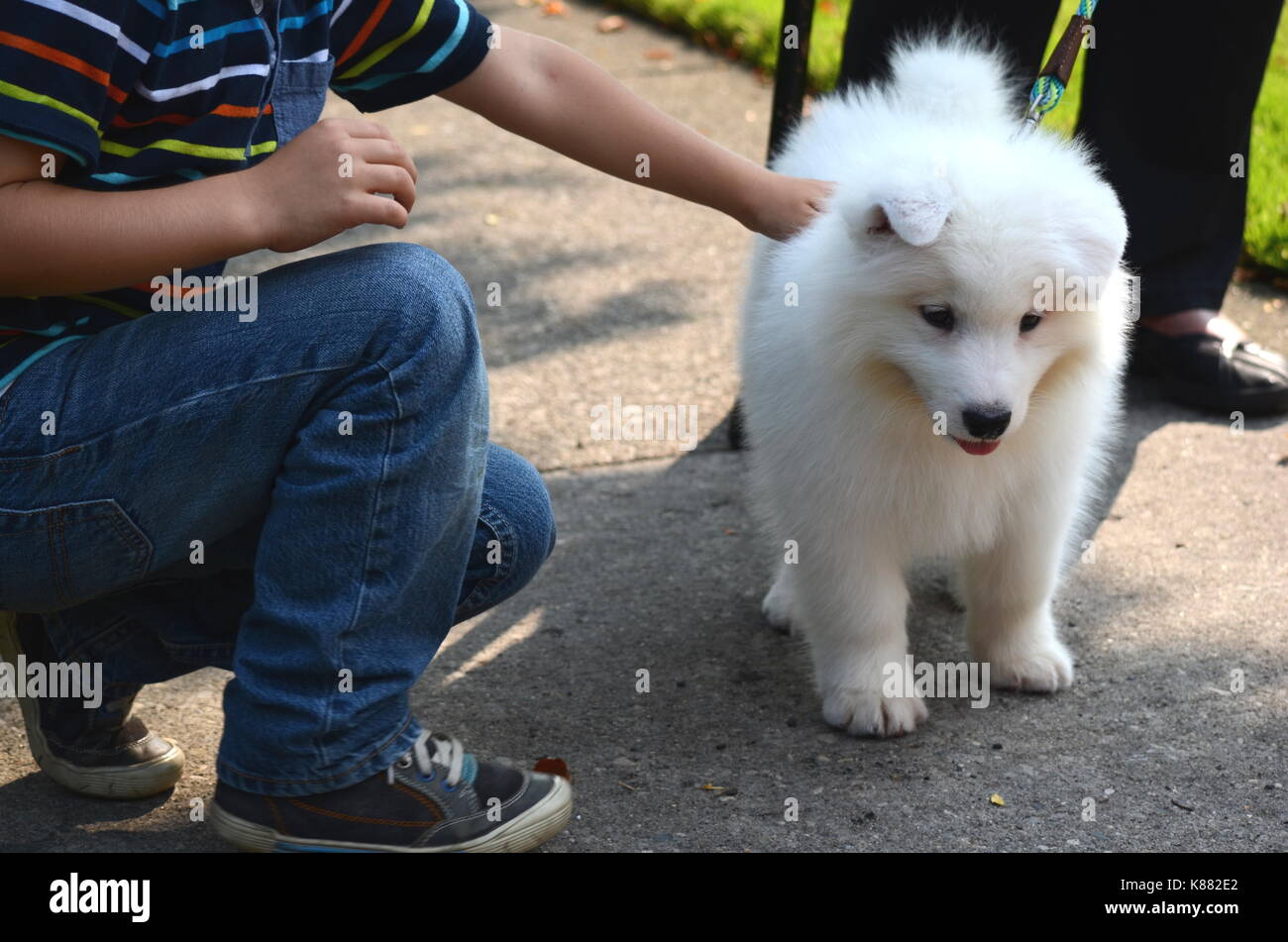 Japanese Spitz Baby