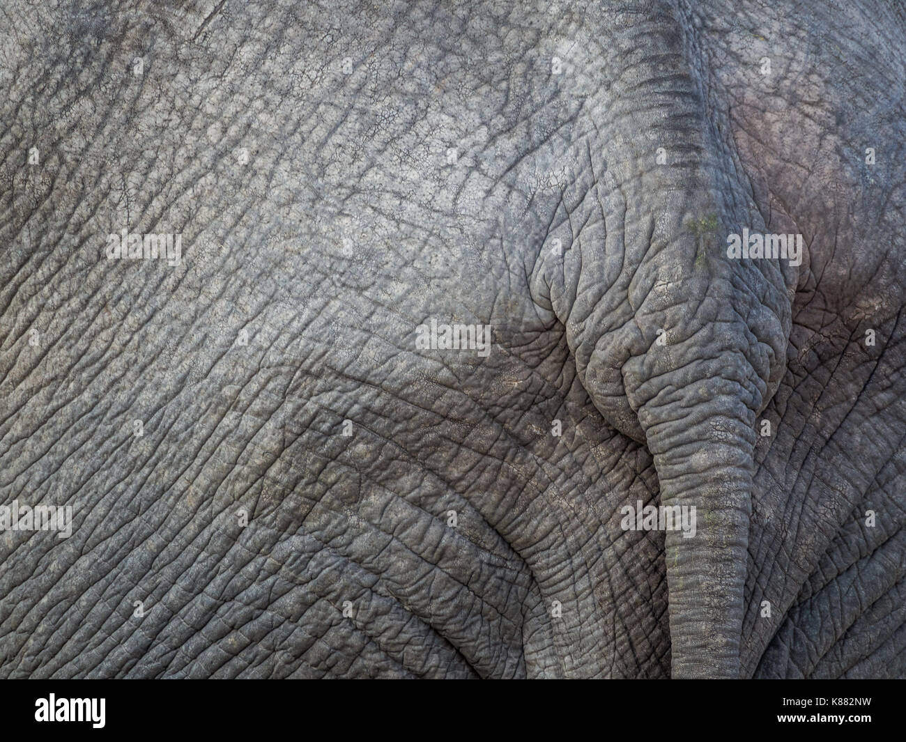 Closeup of tail of African elephant with wrinkly grey skin and nice ...