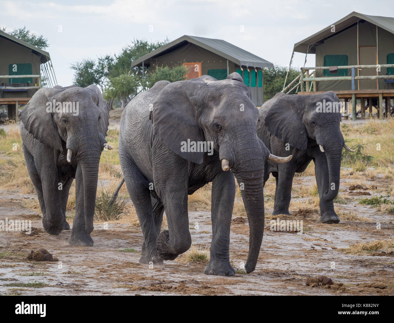 Group of large elephants walking between safari tents at lodge ...