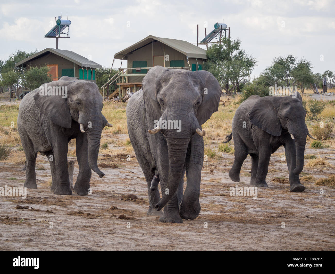Group of large elephants walking between safari tents at lodge ...