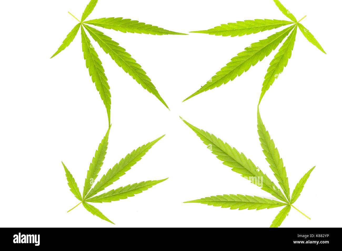 Marijuana herbal leaves black Cut Out Stock Images & Pictures - Alamy