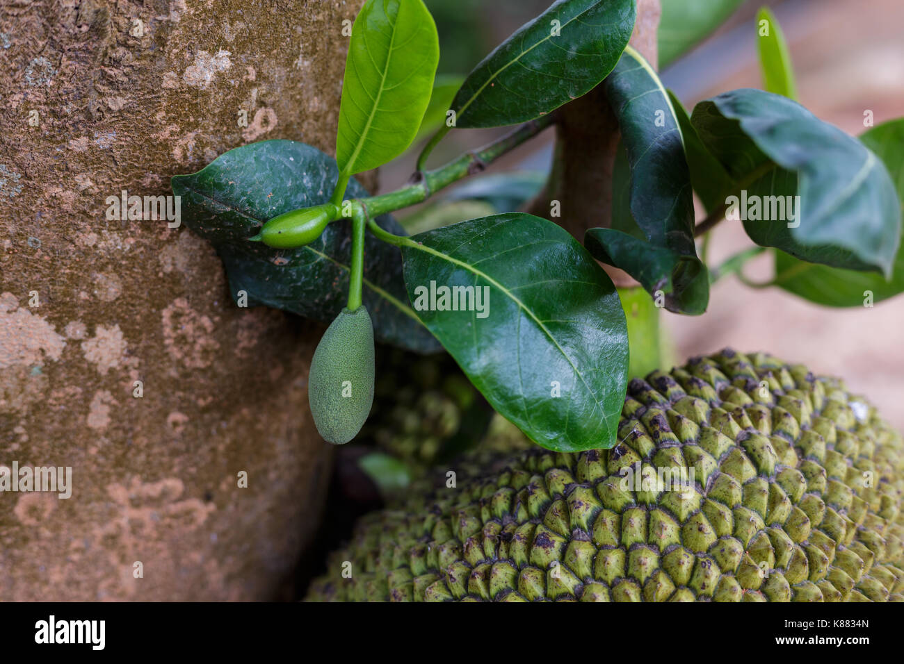 Young jackfruits hi-res stock photography and images - Alamy