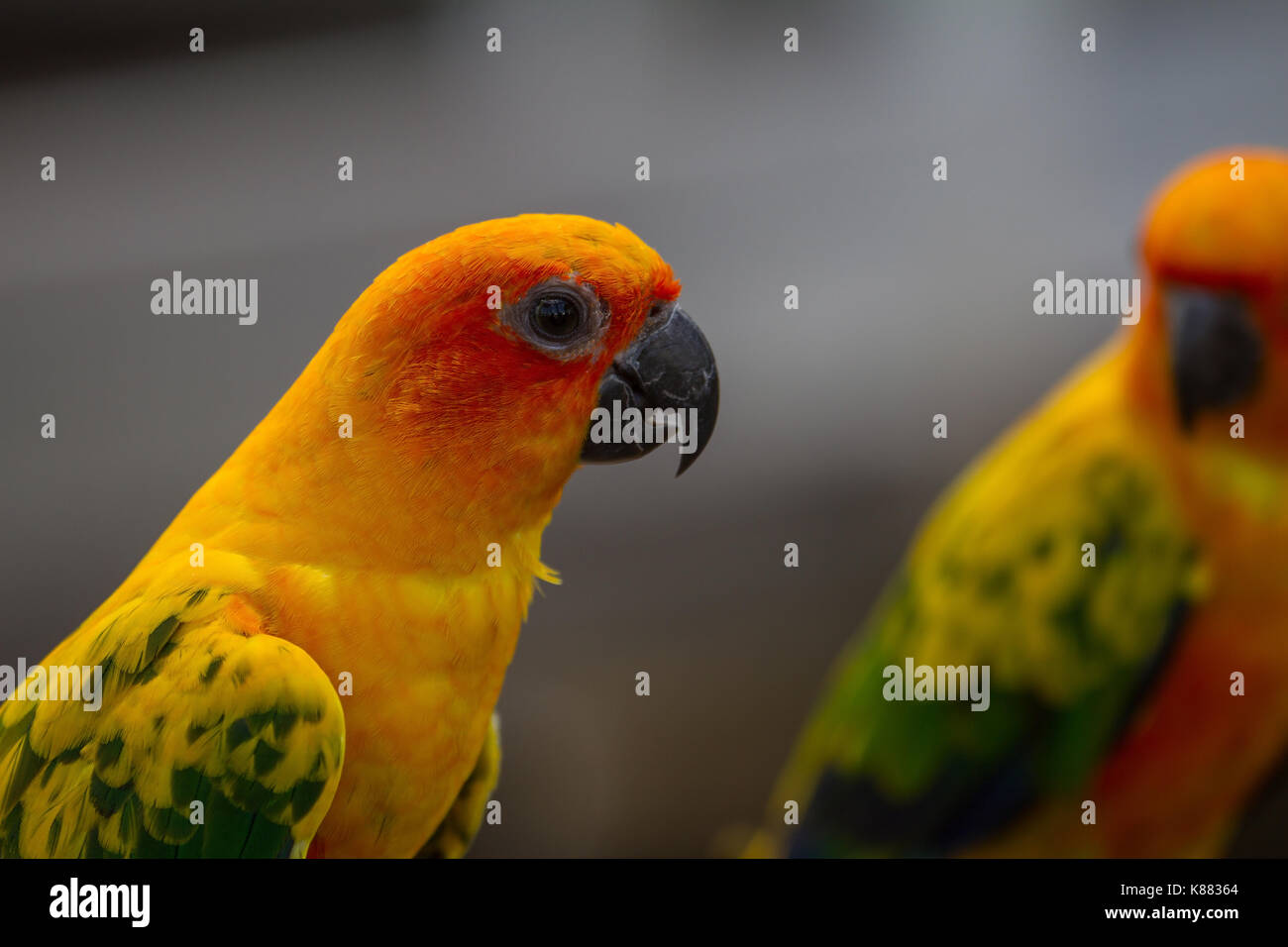 Sun parakeet hi-res stock photography and images - Alamy
