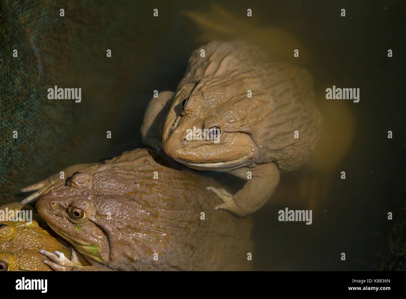 Group of frogs lake hi-res stock photography and images - Alamy