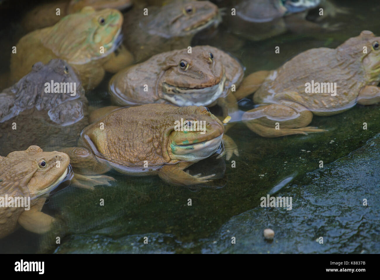 Frogs farm hi-res stock photography and images - Alamy